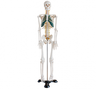 Skeleton Models-ADA MED SUPPLY LIMITED