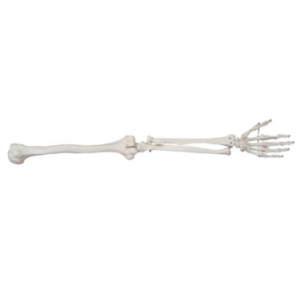 Life-Size Upper limb skeleton model_ADA MED SUPPLY LIMITED