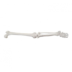 Life-Size Lower limb skeleton Model_ADA MED SUPPLY LIMITED